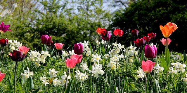Bulbi primaverili: piantiamo a novembre tulipani, giacinti - Cose di Casa
