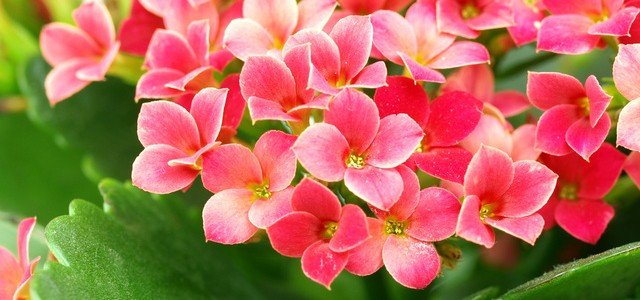 Calancola: piccola, facile e forte. Cure pianta, problemi - Cose di Casa