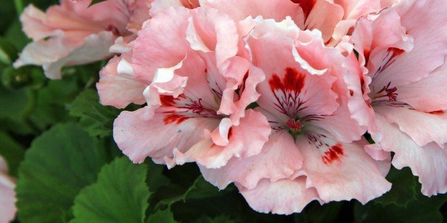 Gerani: nuova vita a quelli dell’anno scorso in primavera - Cose di Casa