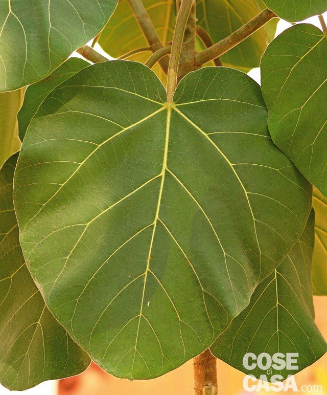 Ficus vasta: scheda pianta, cure, manutenzione - Cose di Casa