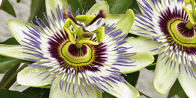 Passiflora: il rampicante per il giardino al caldo - Cose di Casa