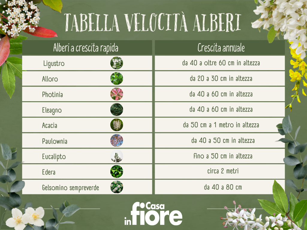 Diversi Tipi Di Alberi Sempreverdi