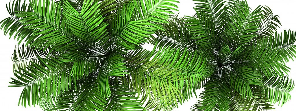 Areca catechu: la palma che cresce in casa - Cose di Casa