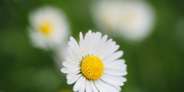 "Margherita per AIRC": il fiore simbolo della purezza diventa solidale ...