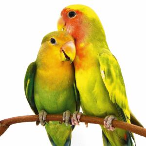 Agapornis, i pappagallini inseparabili - Cose di Casa