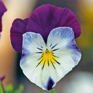 Preparare la fioriera con le viole del pensiero - Cose di Casa