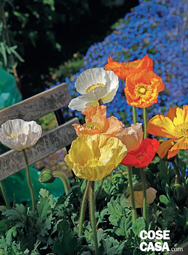 I papaveri più belli da coltivare in giardino - Cose di Casa