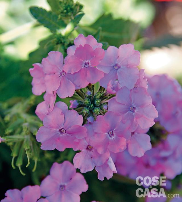 Verbena x hybrida ‘Lavender Blue’, verbena - Cose di Casa