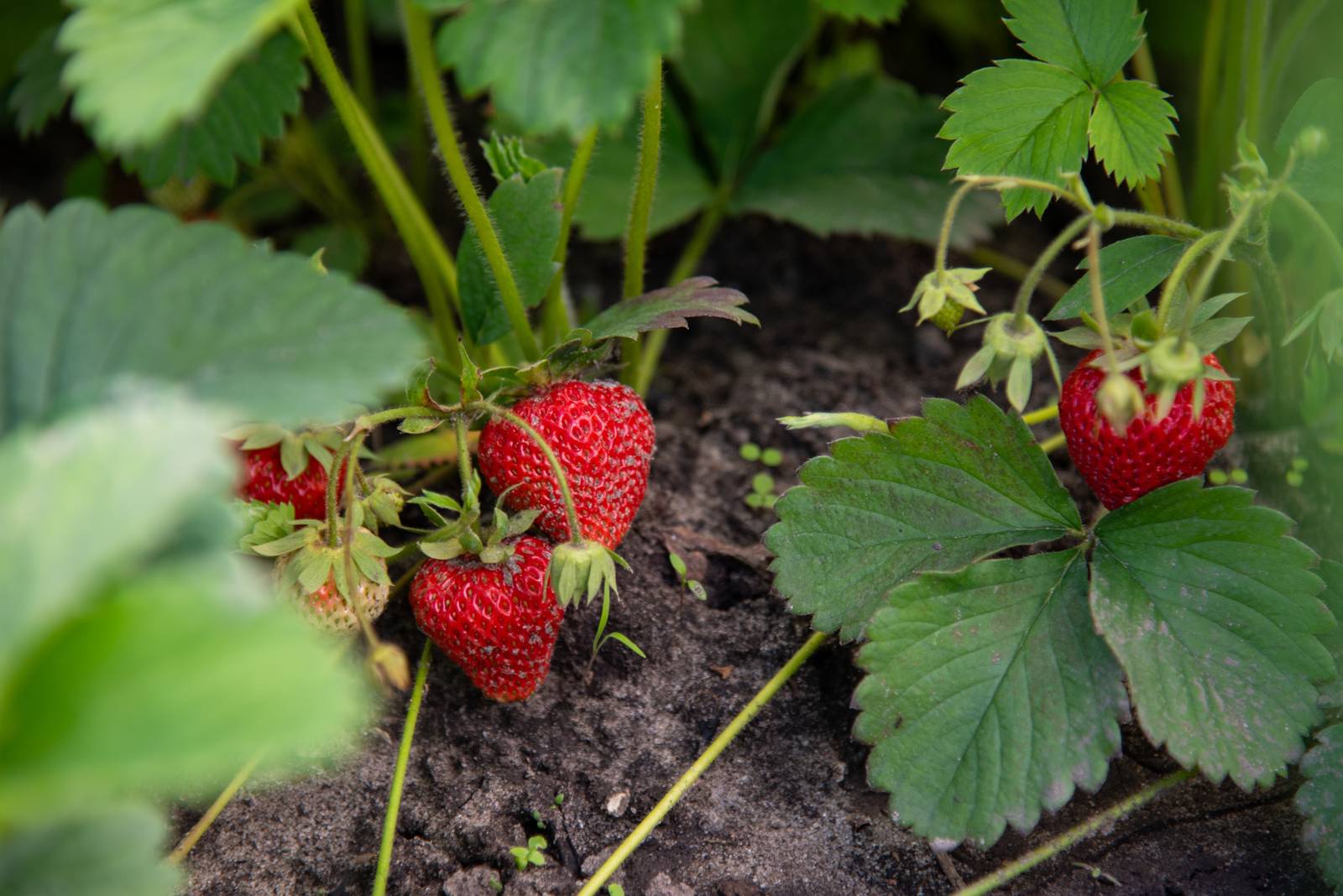Pianta Di Fragola