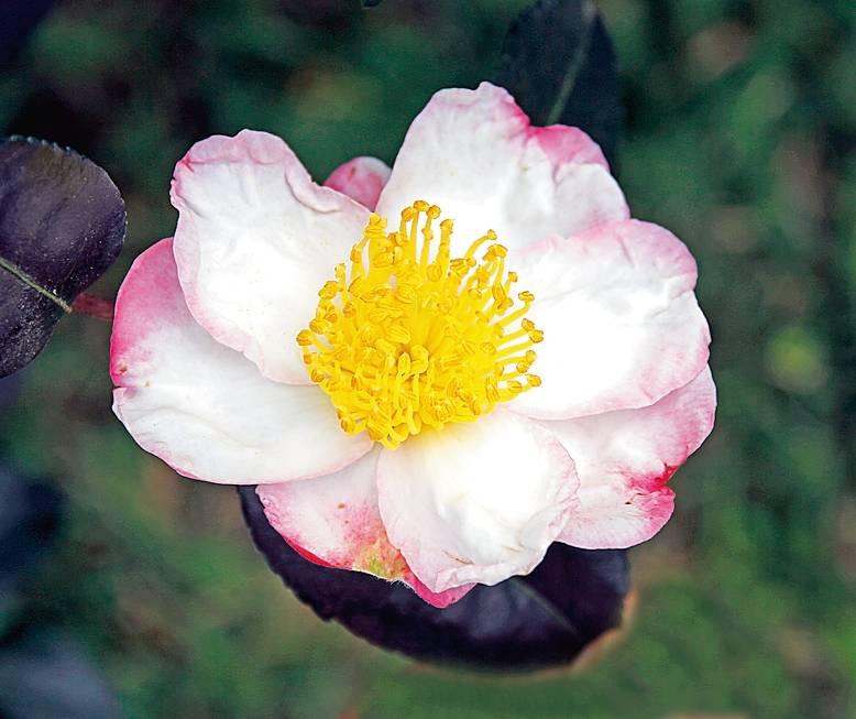 Camelia - Cose di Casa