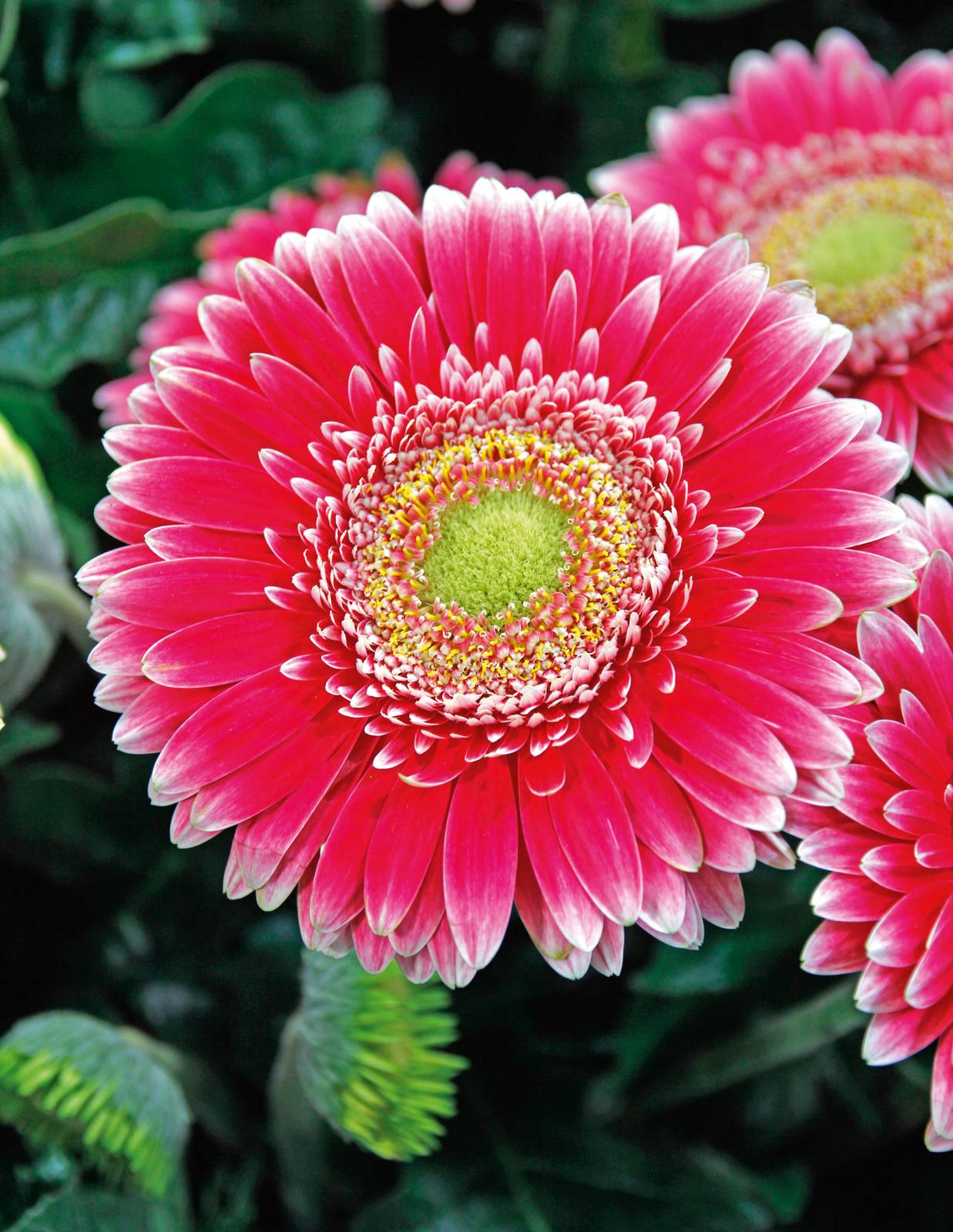 Gerbera - Cose di Casa